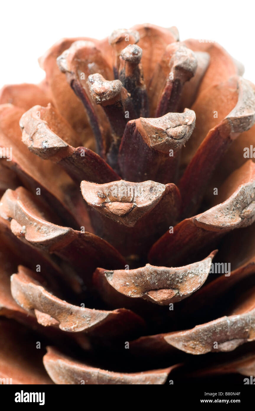 Pine cone scales hi-res stock photography and images - Alamy