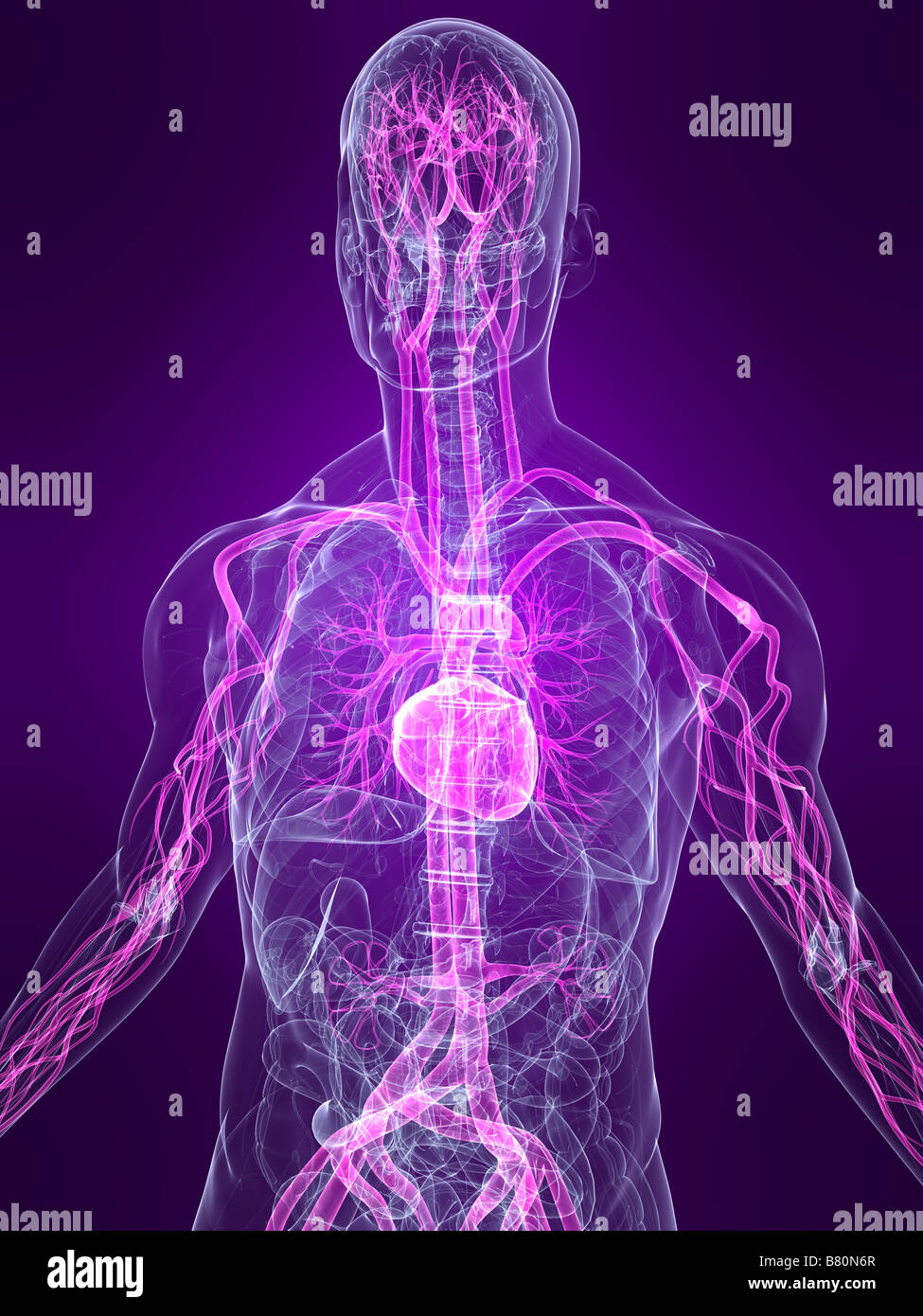 highlighted vascular system Stock Photo - Alamy