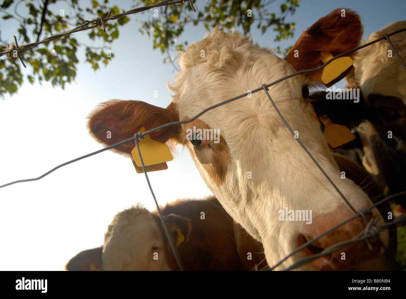 Cow looking through fence hi-res stock photography and images - Alamy