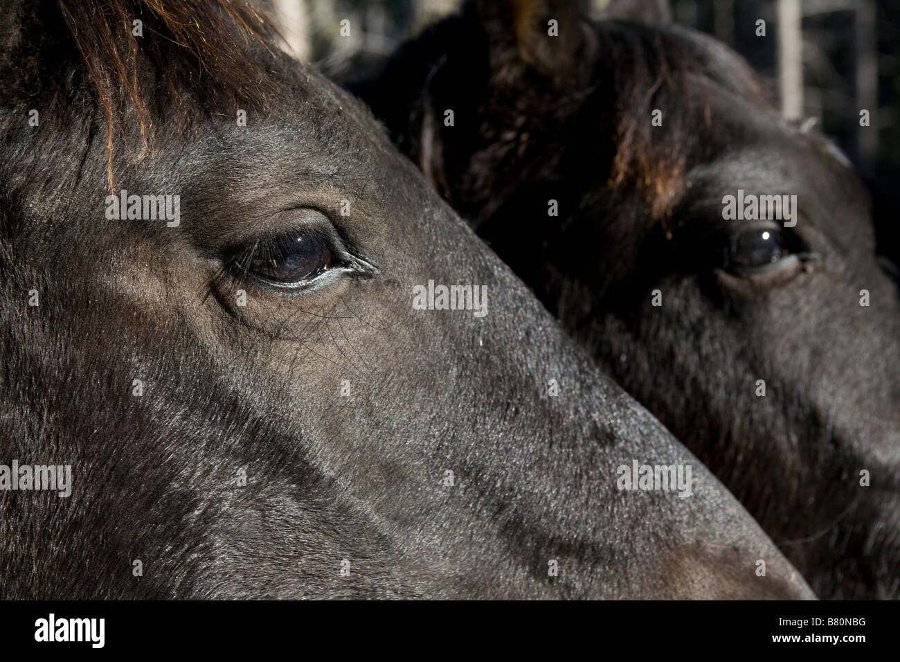 Equine heads horse hi-res stock photography and images - Alamy