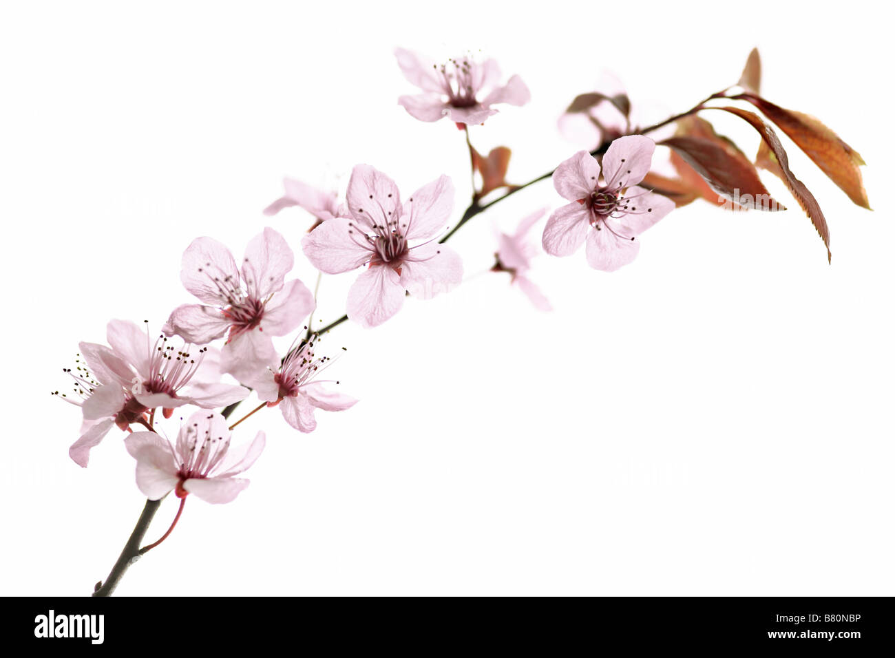 Pink backlighting hi-res stock photography and images - Alamy