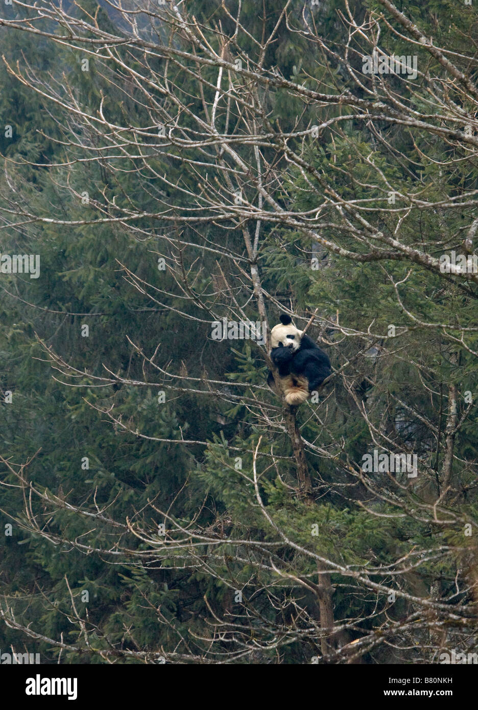 Giant panda baby cub cute hi-res stock photography and images - Alamy