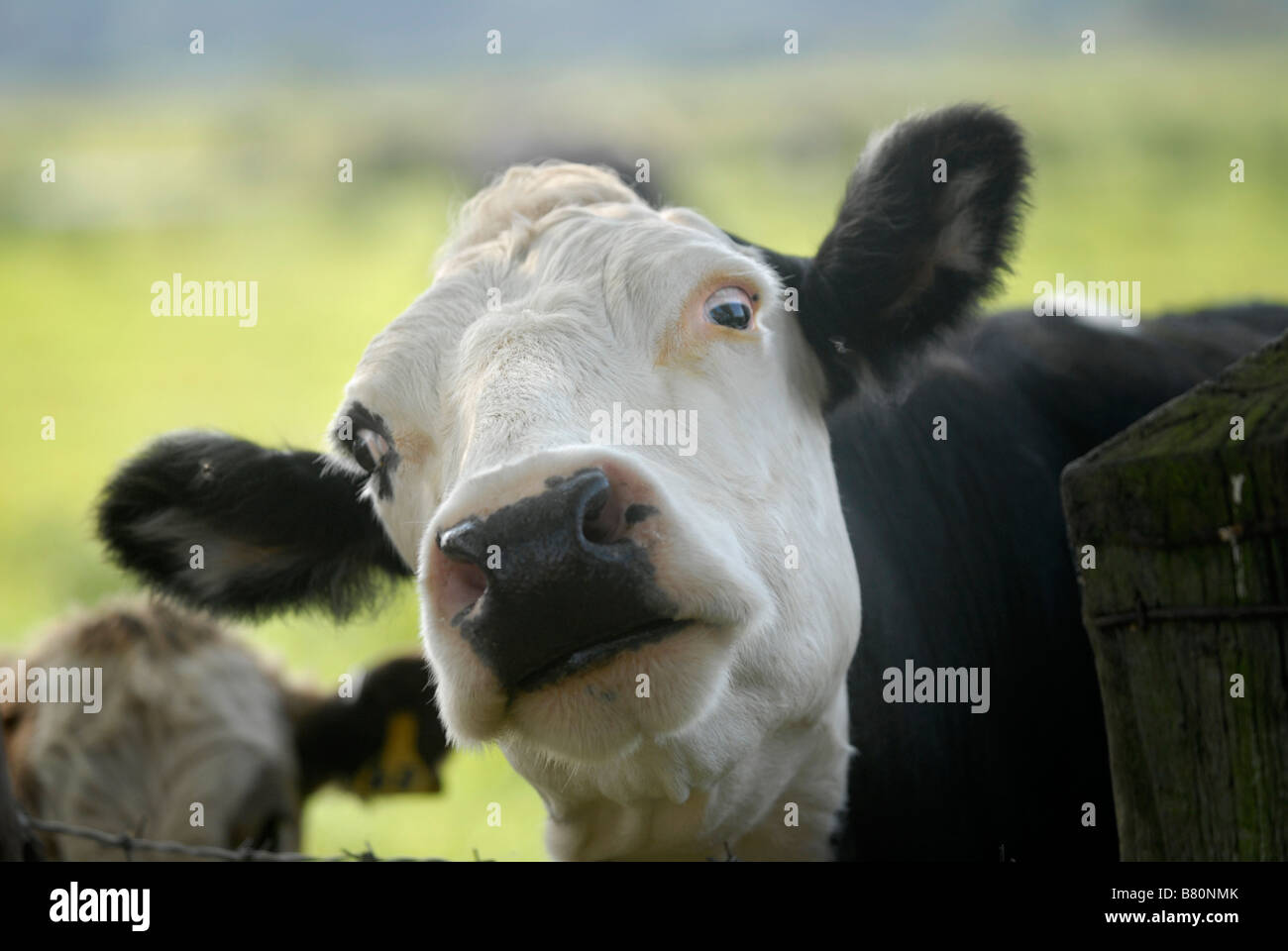 Funny cow hi-res stock photography and images - Alamy