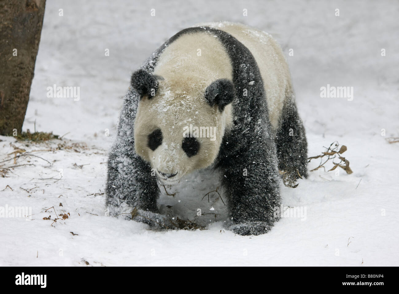 Panda Bear Winter Wallpaper Panda Bear Cub Enjoys Bamboo In The Snow