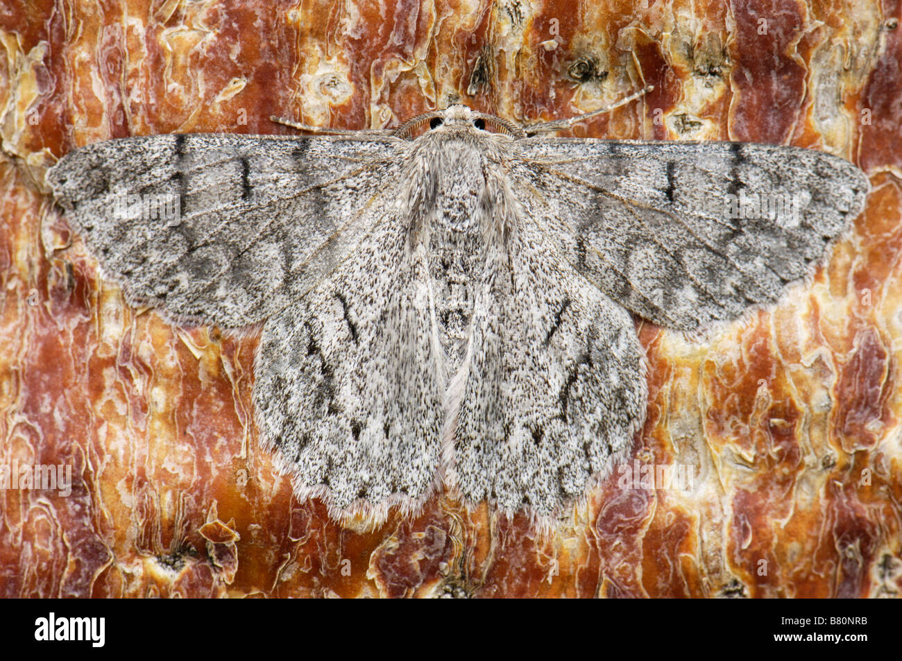 A Fence Grey Geometer Moth Crypsiphona ocultaria (Donovan) on a tree ...