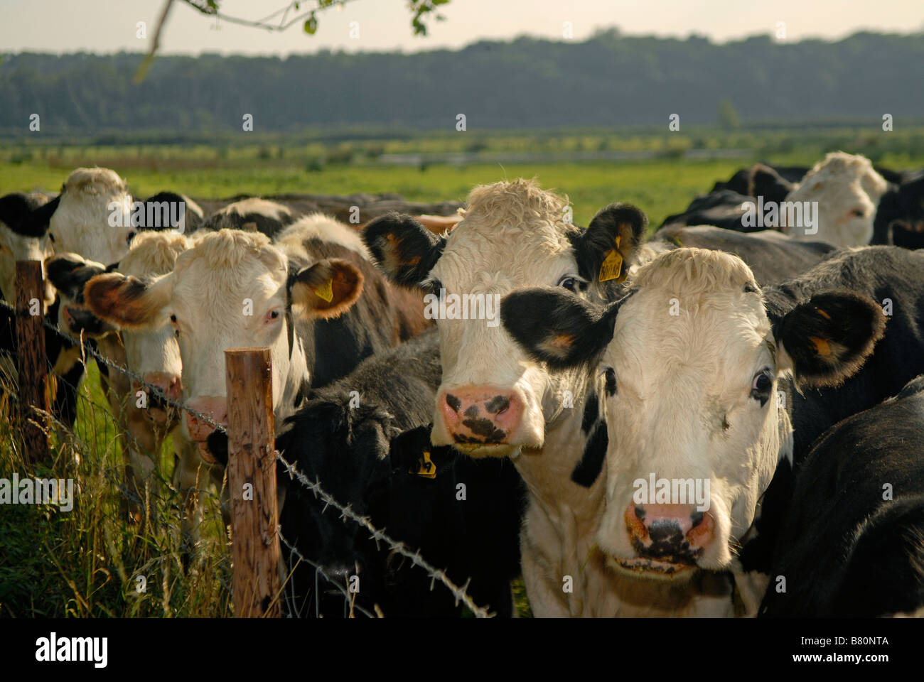 Cattle fence hi-res stock photography and images - Alamy