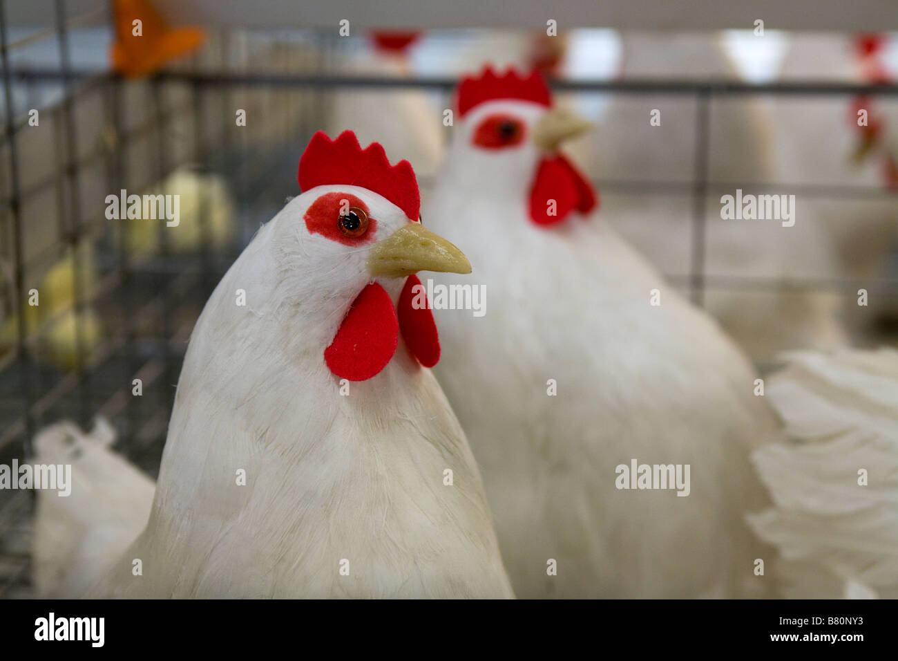 Fake chicken hi-res stock photography and images - Alamy