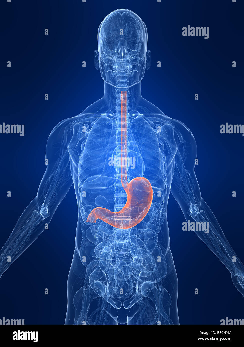 Male stomach and intestines hi-res stock photography and images - Alamy