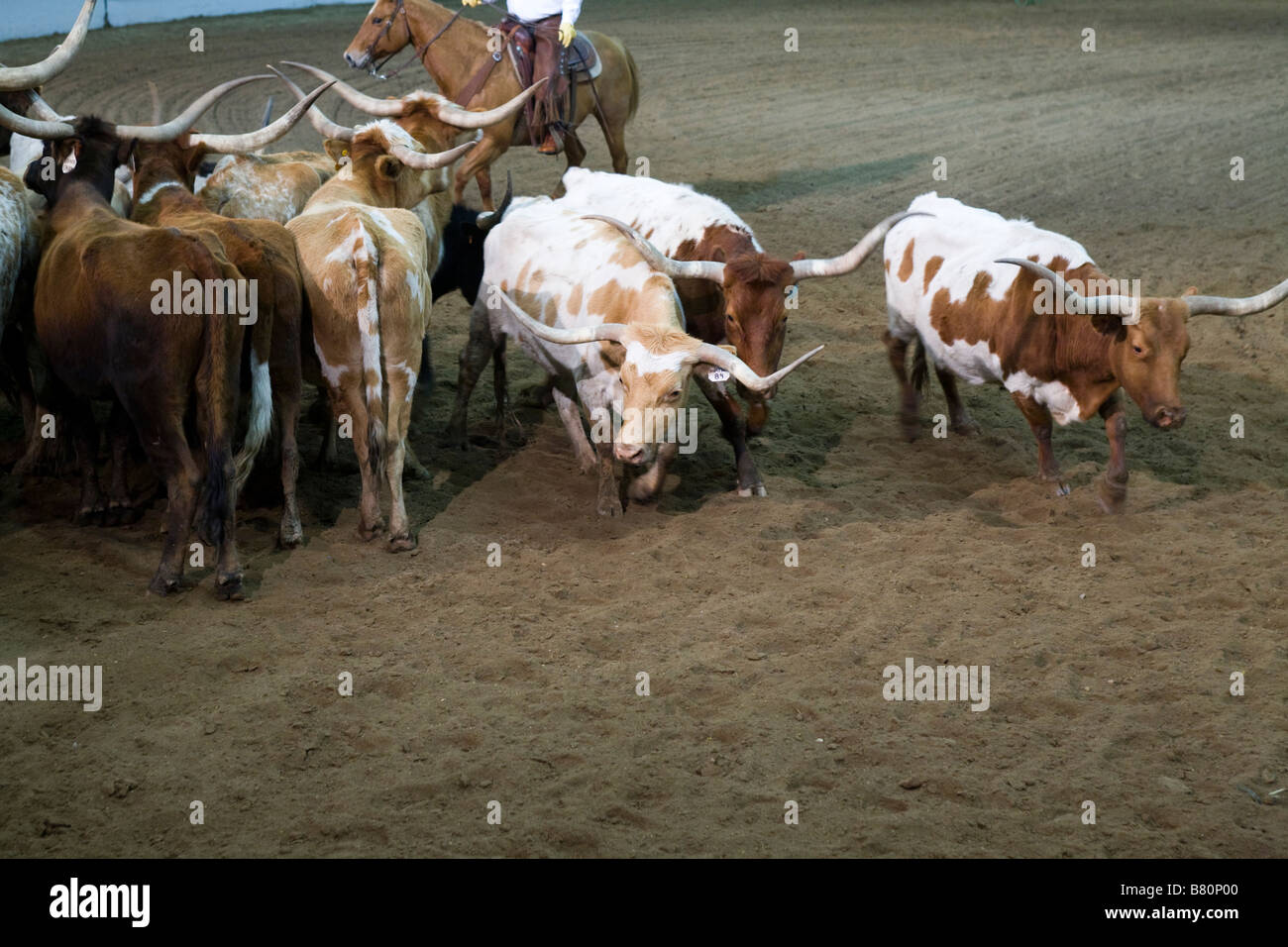 Bulls in pen Stock Photo - Alamy