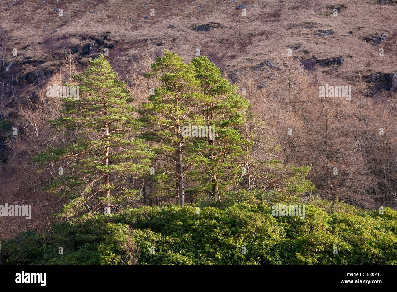 Caledonian Pine Trees, Glen Etive, Scotland Stock Photo - Alamy