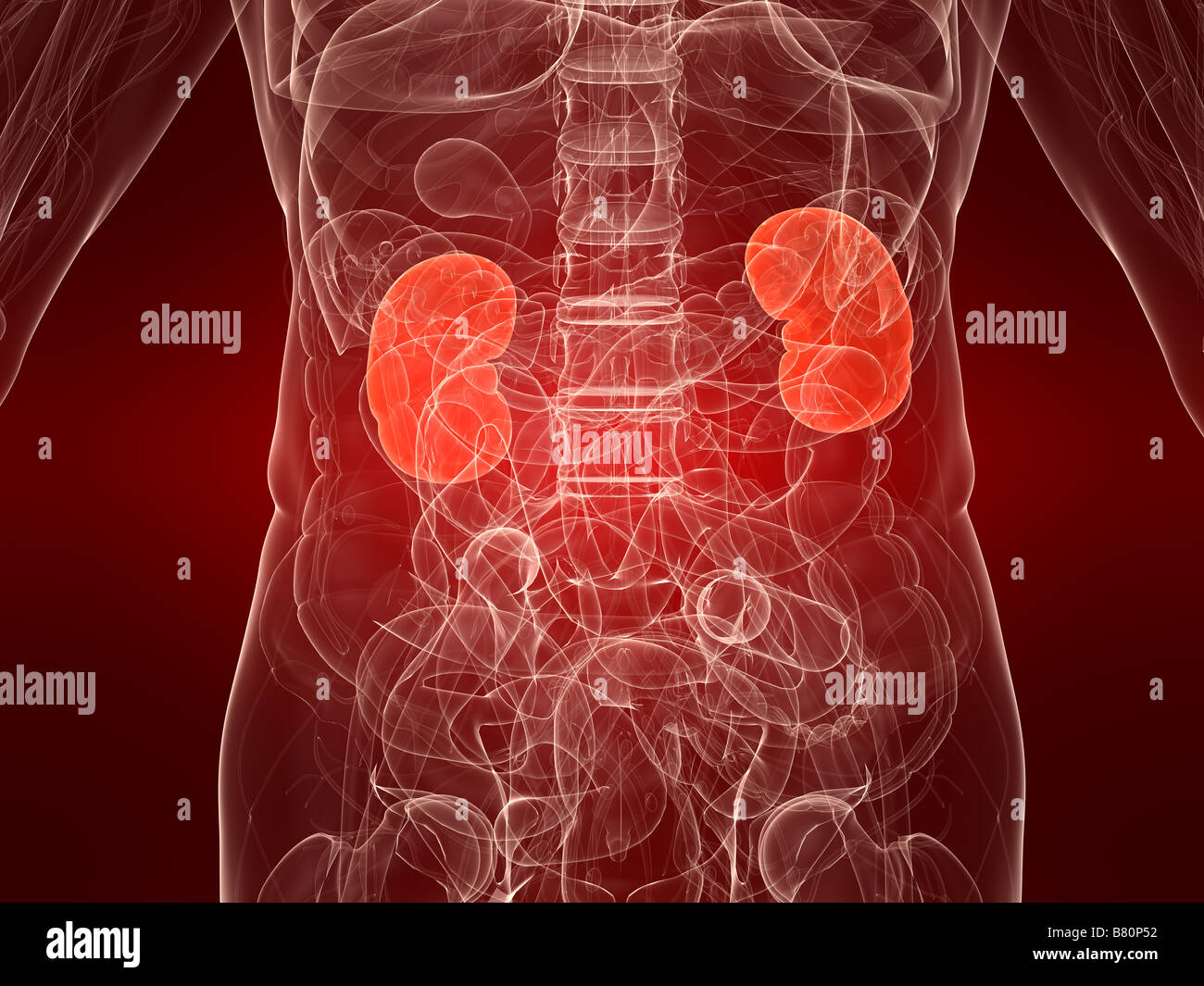 Kidneys illustration hi-res stock photography and images - Alamy