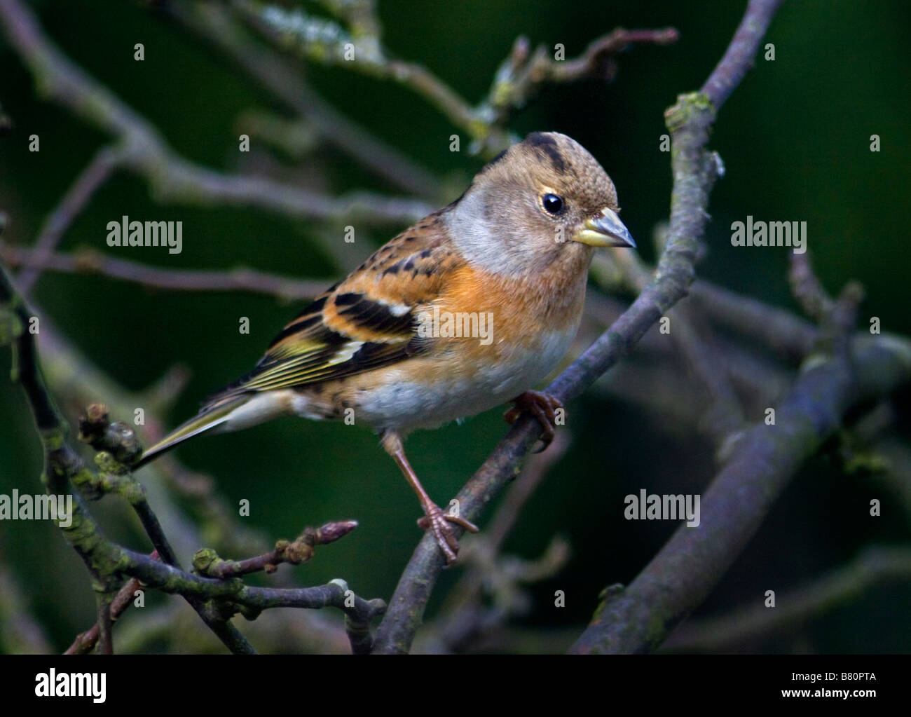 British garden birds hi-res stock photography and images - Alamy