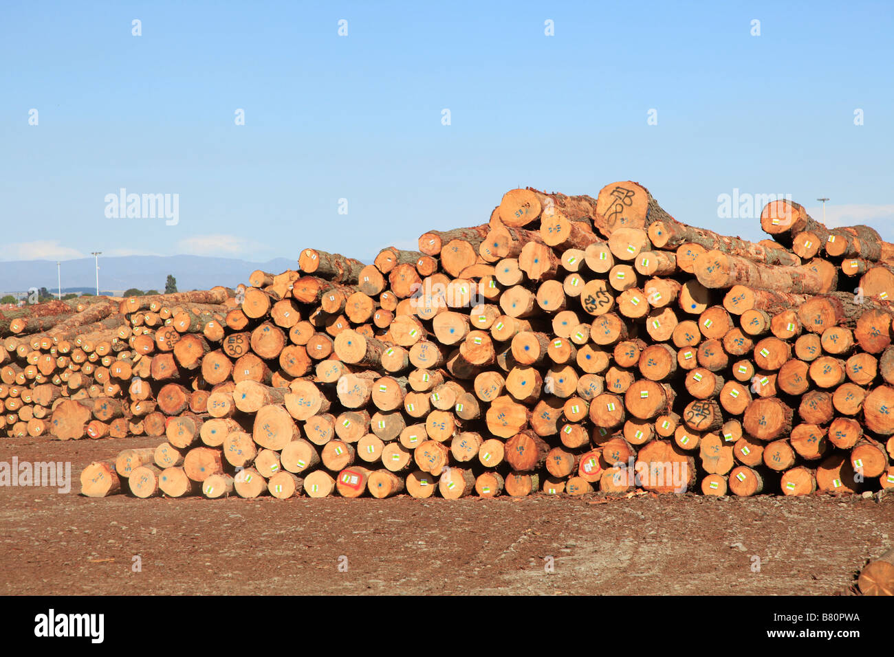 Stockpile of Monterey Pine logs ( Pinus Radiata ) for export at timber ...