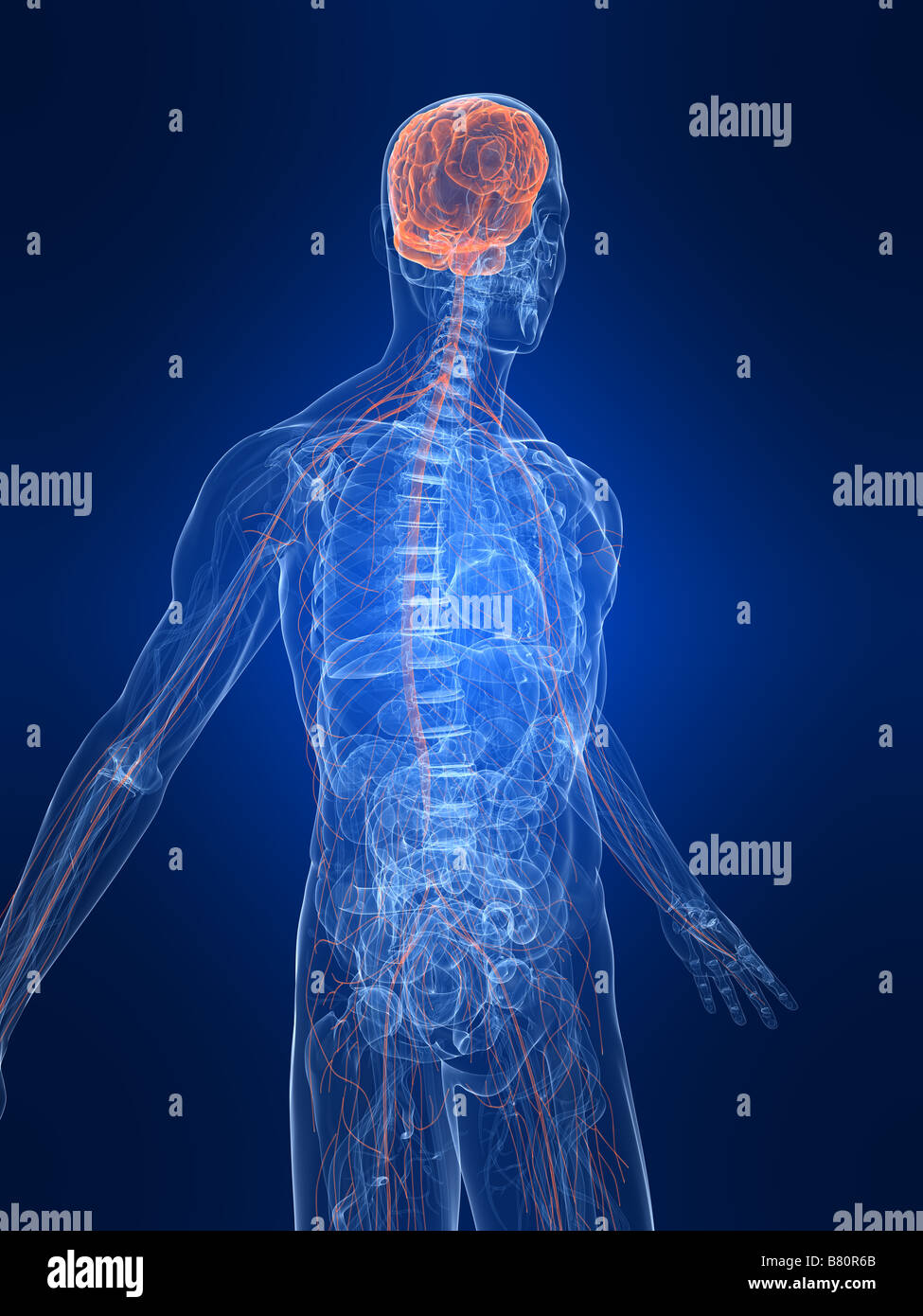 human transparent anatomy Stock Photo - Alamy