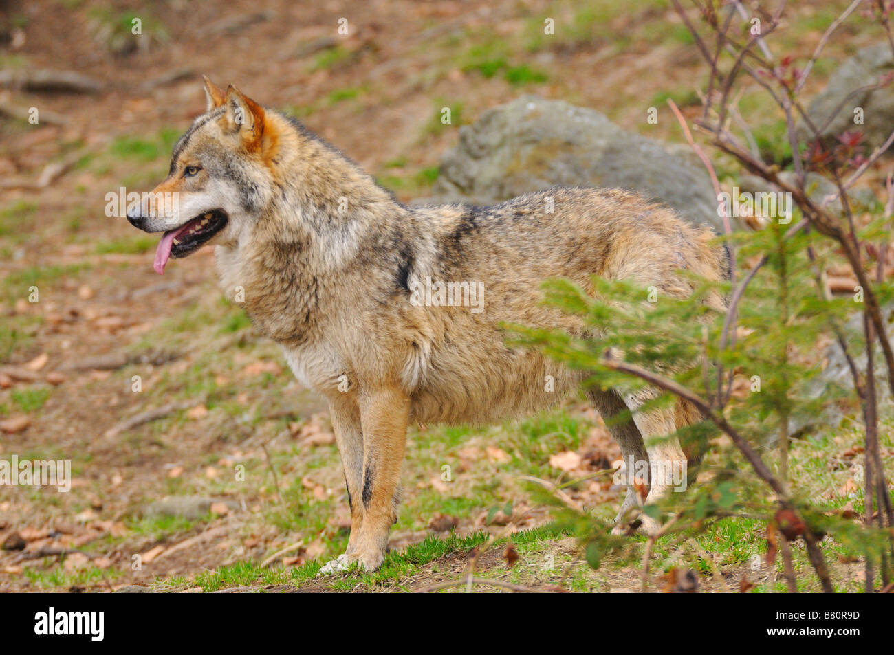 Profile of a wolf hi-res stock photography and images - Alamy