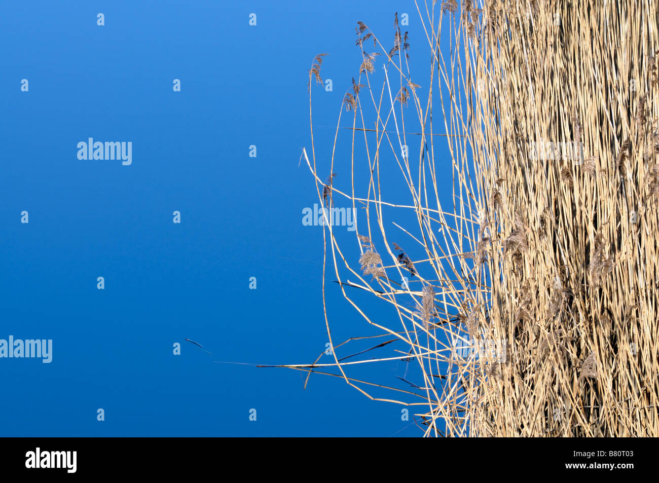 common reed (Phragmites australis Stock Photo - Alamy