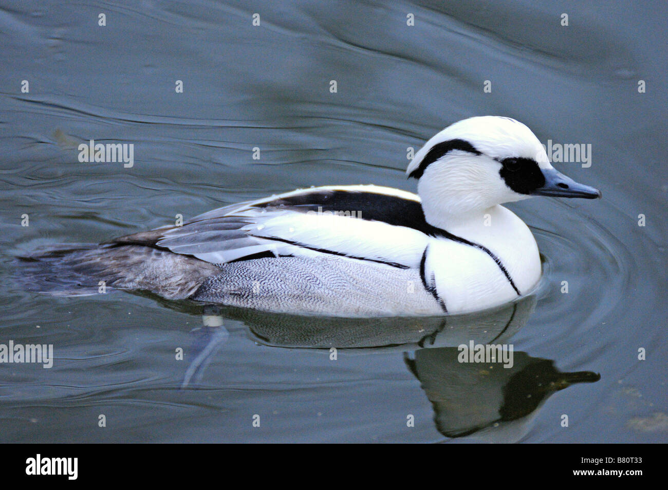 Smews hi-res stock photography and images - Alamy
