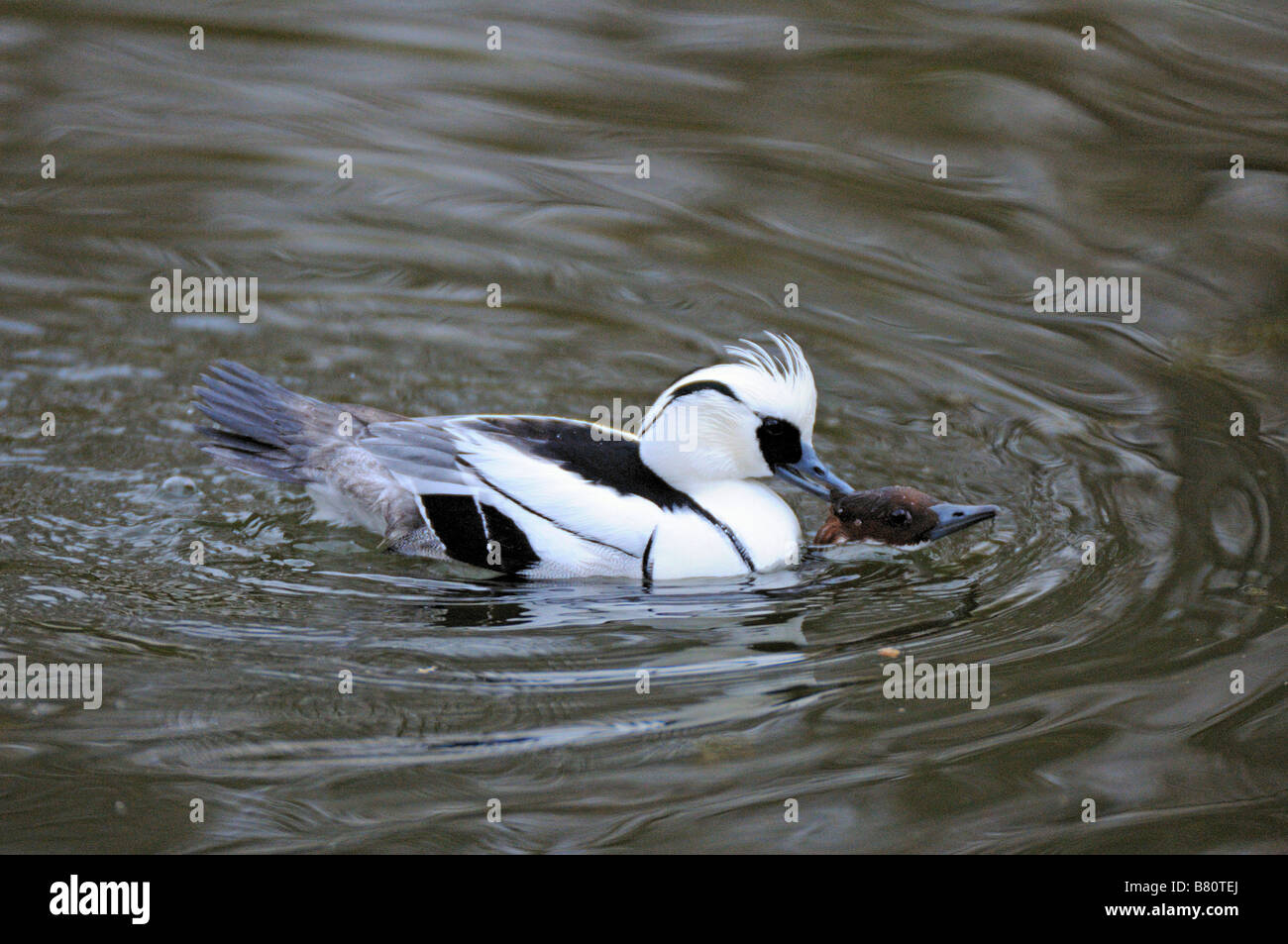 Smews hi-res stock photography and images - Alamy