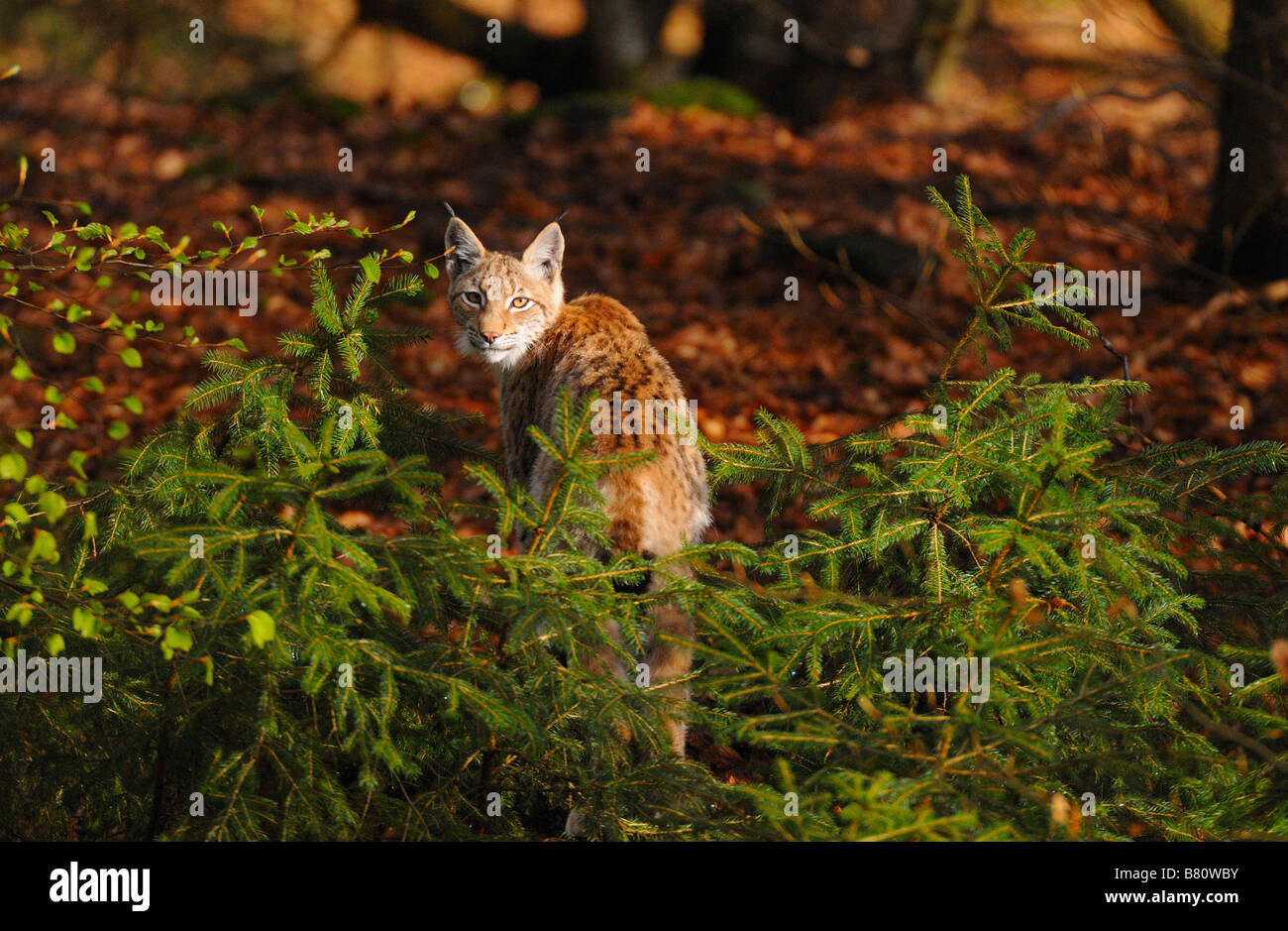 Lynx stands hi-res stock photography and images - Alamy