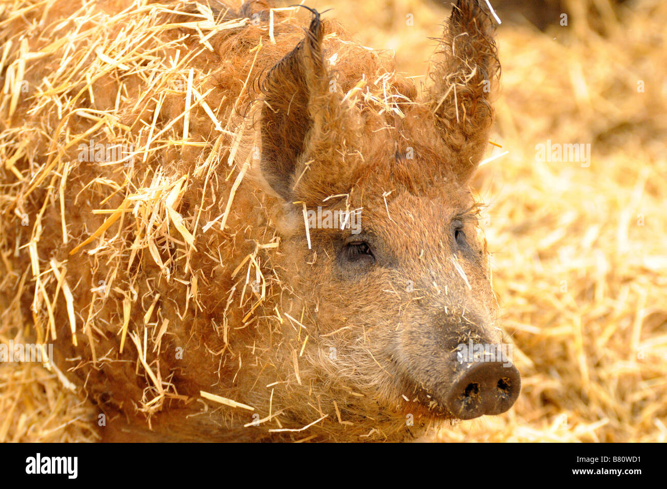 Curly haired pig hi-res stock photography and images - Alamy