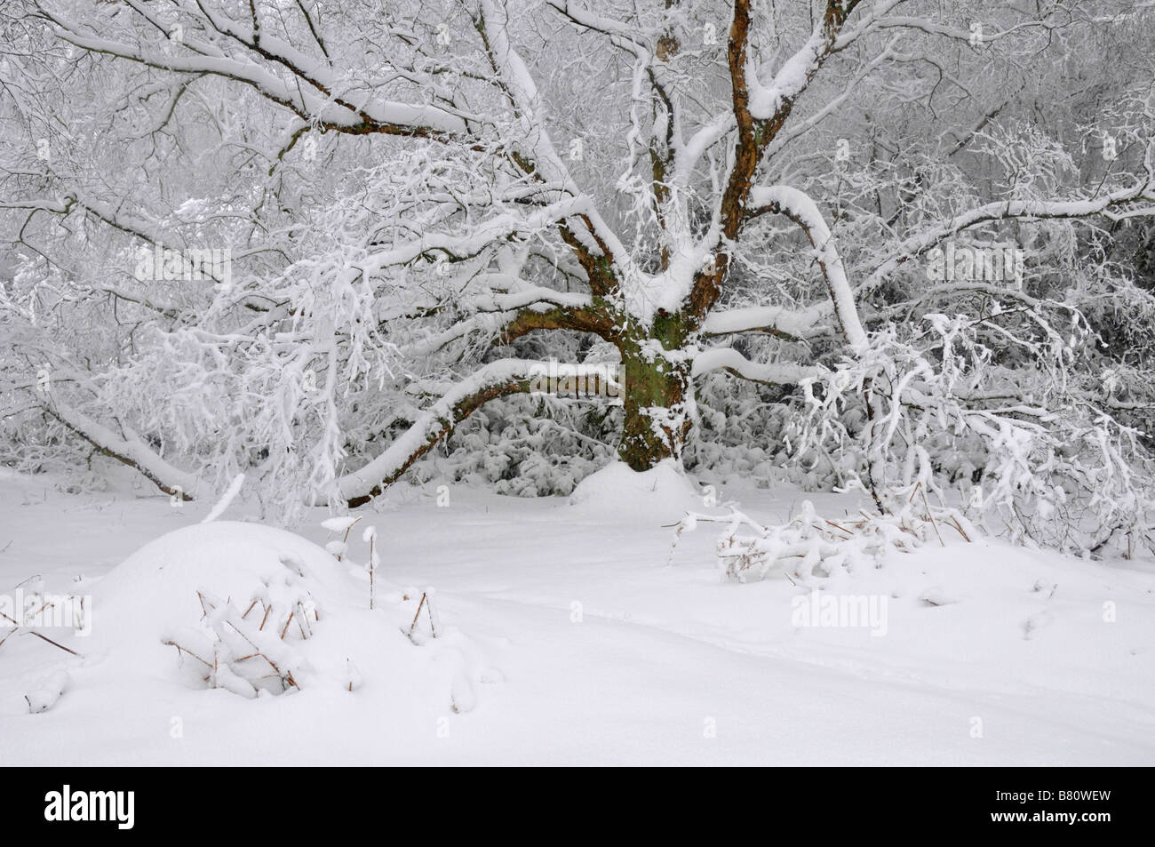 Tree in snow Bow Brickhill England Stock Photo - Alamy