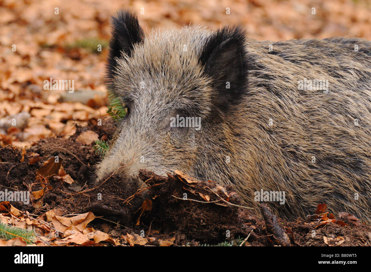 Boars head autumn hi-res stock photography and images - Alamy