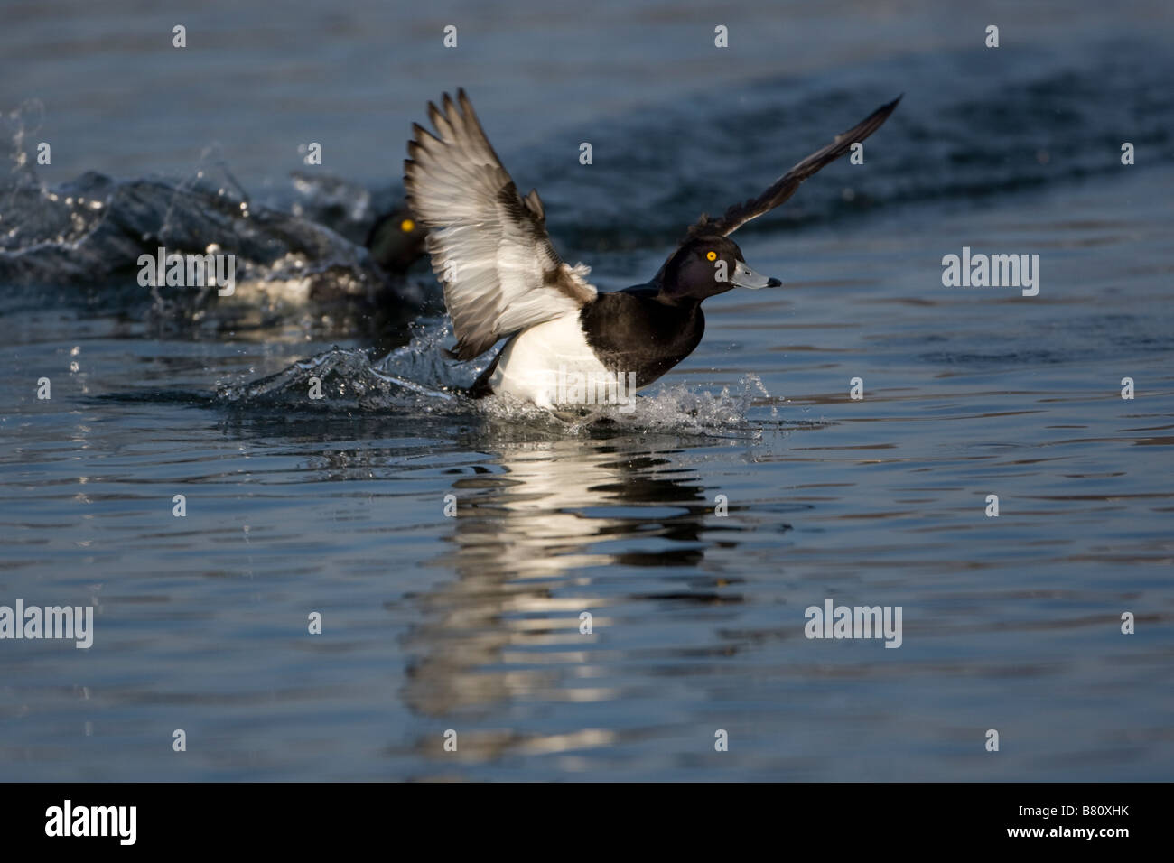 Male tufted duck flapping hi-res stock photography and images - Alamy