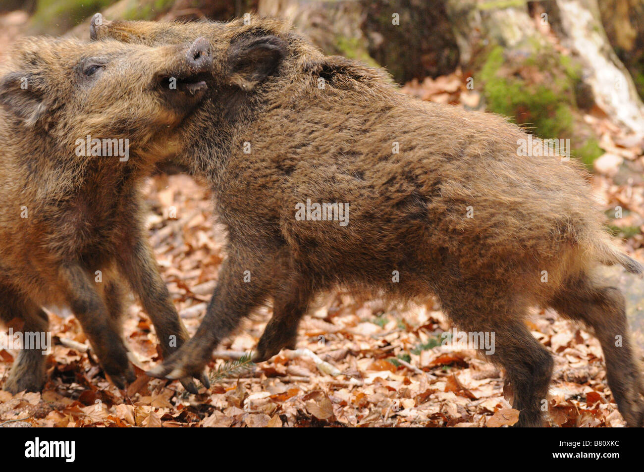 wild boar piglets Stock Photo - Alamy