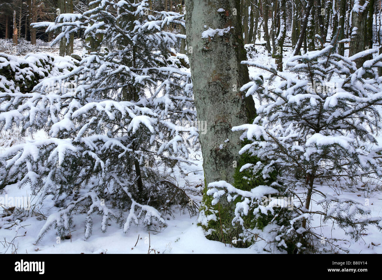 Coniferous tree saplings in snow hi-res stock photography and images ...