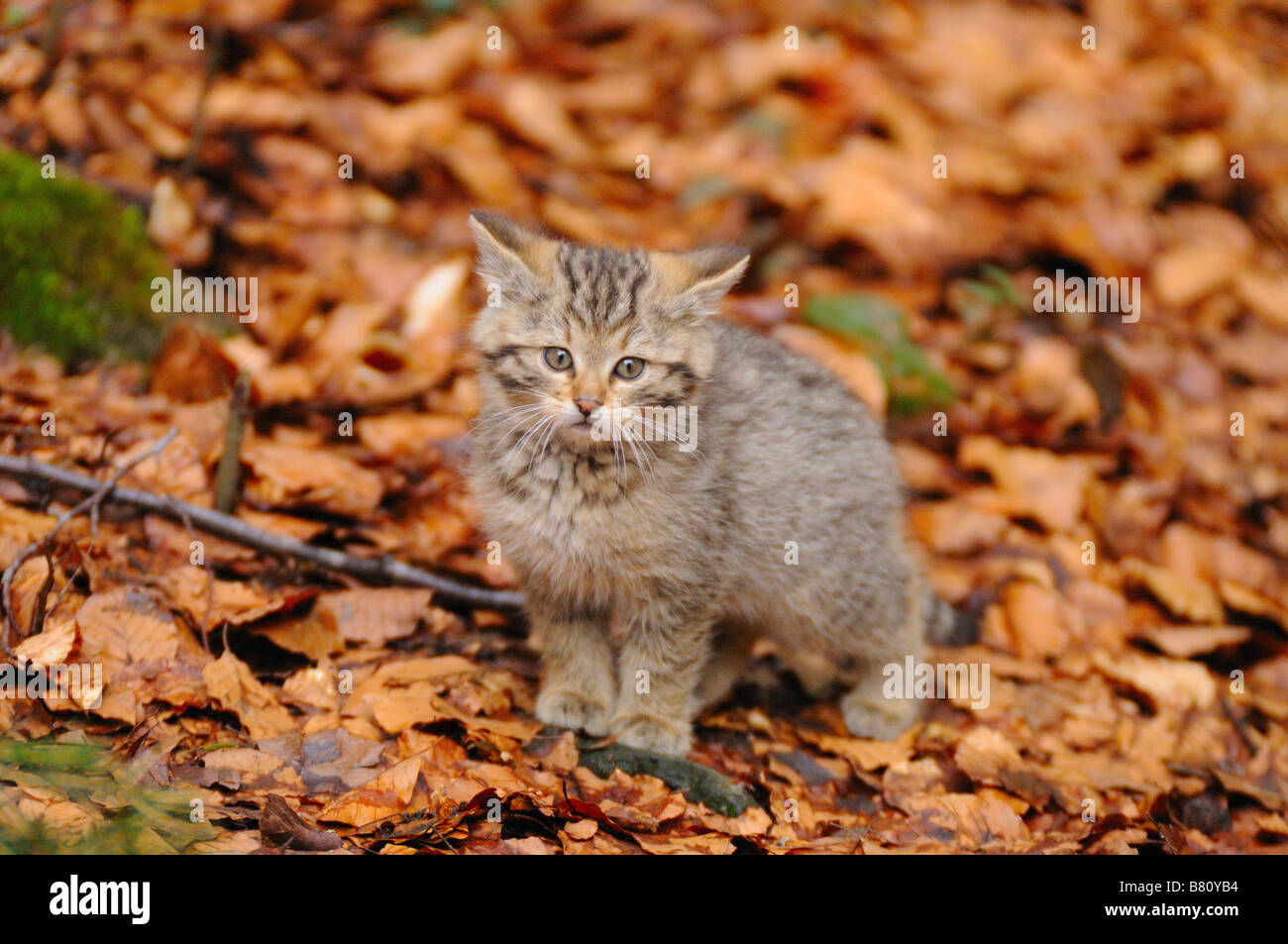 Kitten of a wildcat hi-res stock photography and images - Alamy