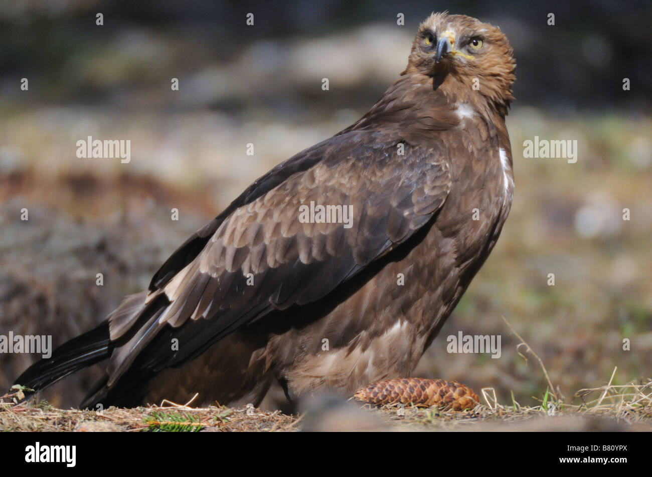lesser spotted eagle Stock Photo - Alamy