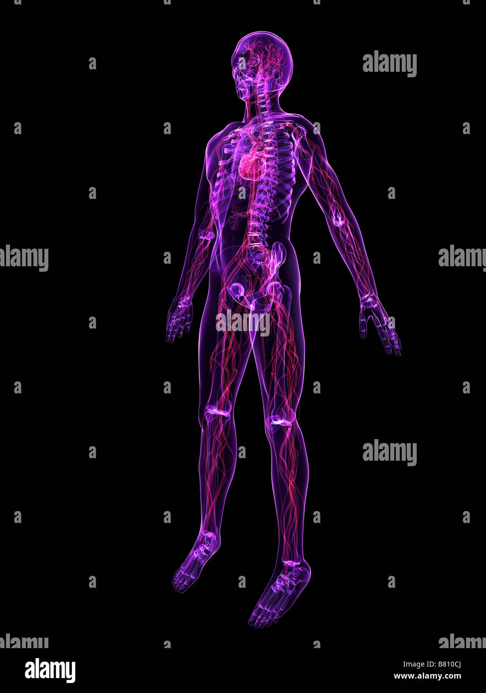 X ray human heart and vascular system hi-res stock photography and ...