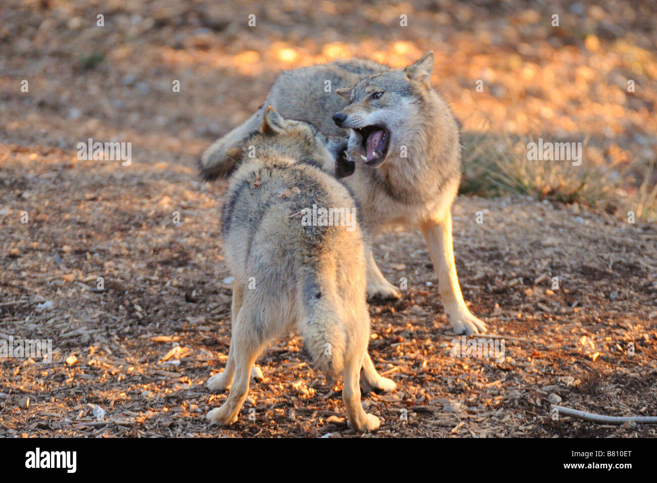 Two grey wolves fighting hi-res stock photography and images - Alamy