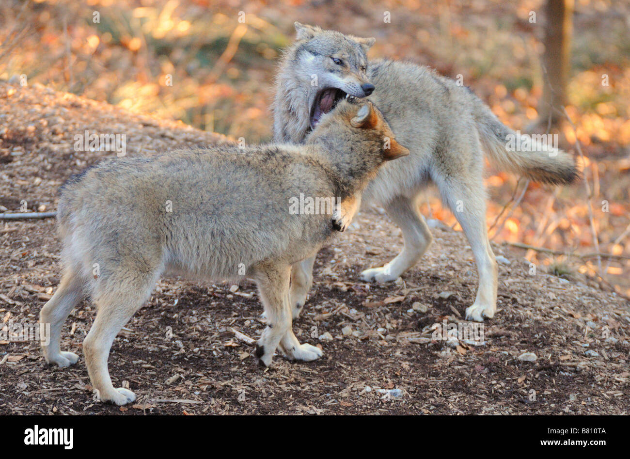 Two fighting wolves hi-res stock photography and images - Alamy