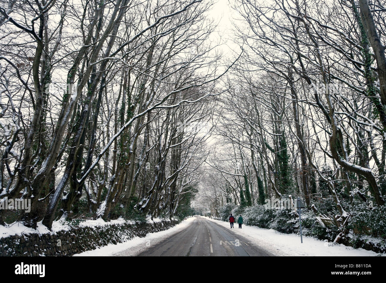 Winter snow on the trees over an English road in South Tehidy, Cornwall ...