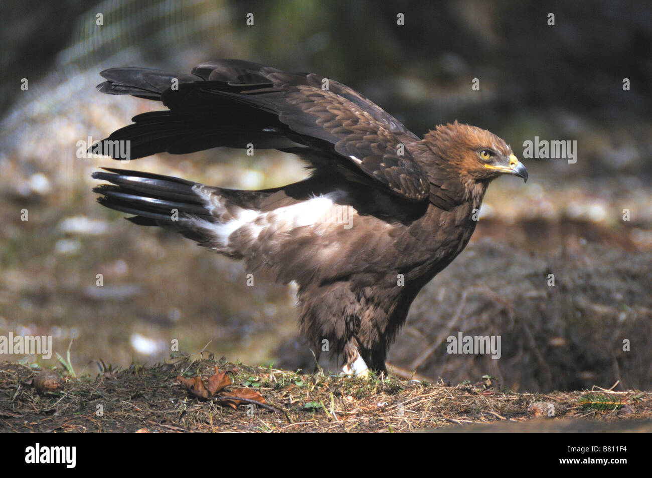 lesser spotted eagle Stock Photo - Alamy