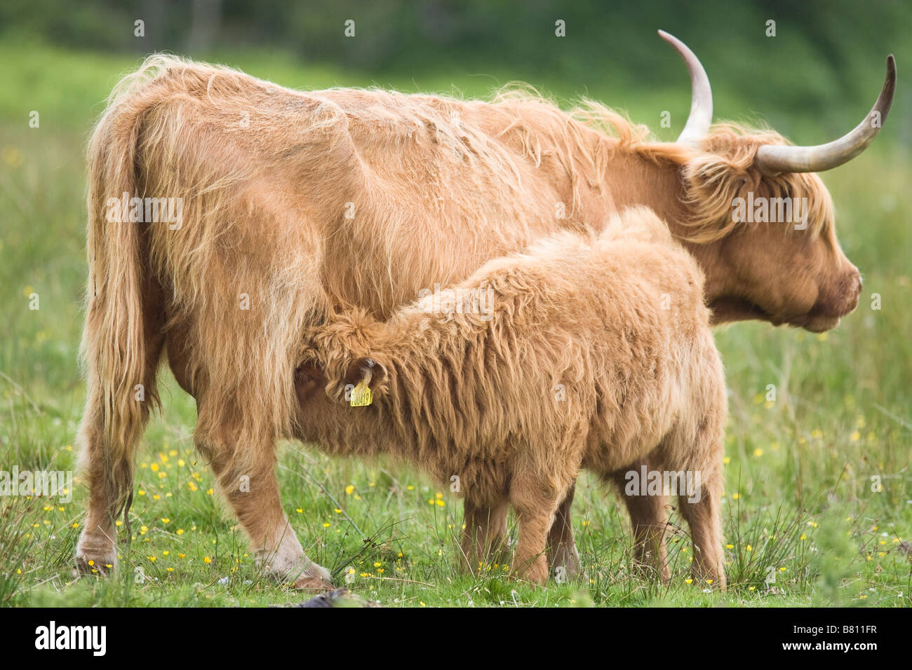 A young veal is drinking milk from his mother Stock Photo - Alamy