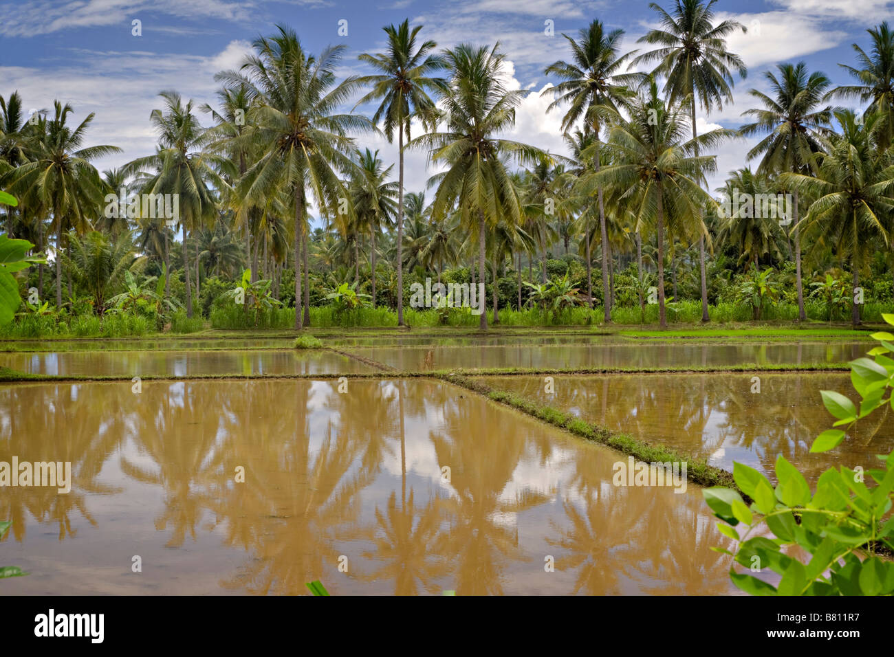 Flooded rice fields await planting in Bali, Indonesia Stock Photo - Alamy