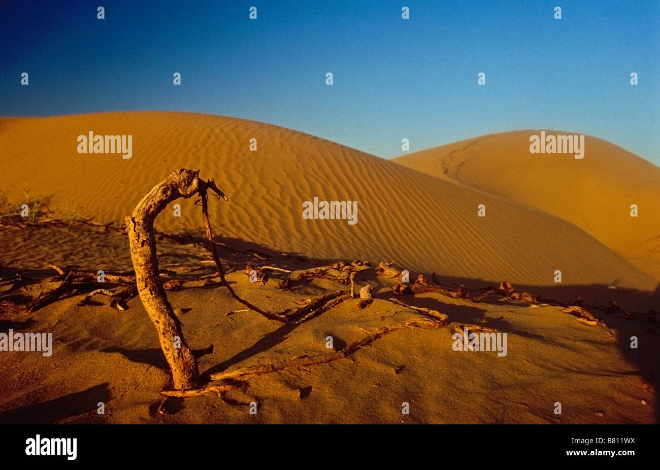 Landscape in the Thar Desert Stock Photo - Alamy