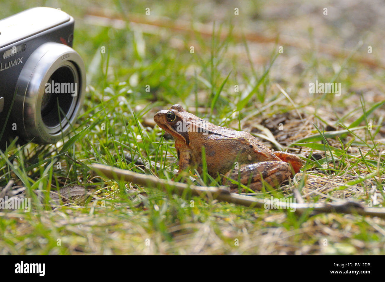 Adult wood frog rana sylvatica hi-res stock photography and images - Alamy