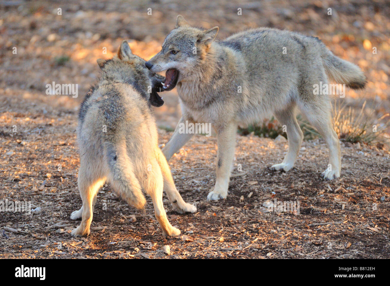 Two fighting wolves hi-res stock photography and images - Alamy