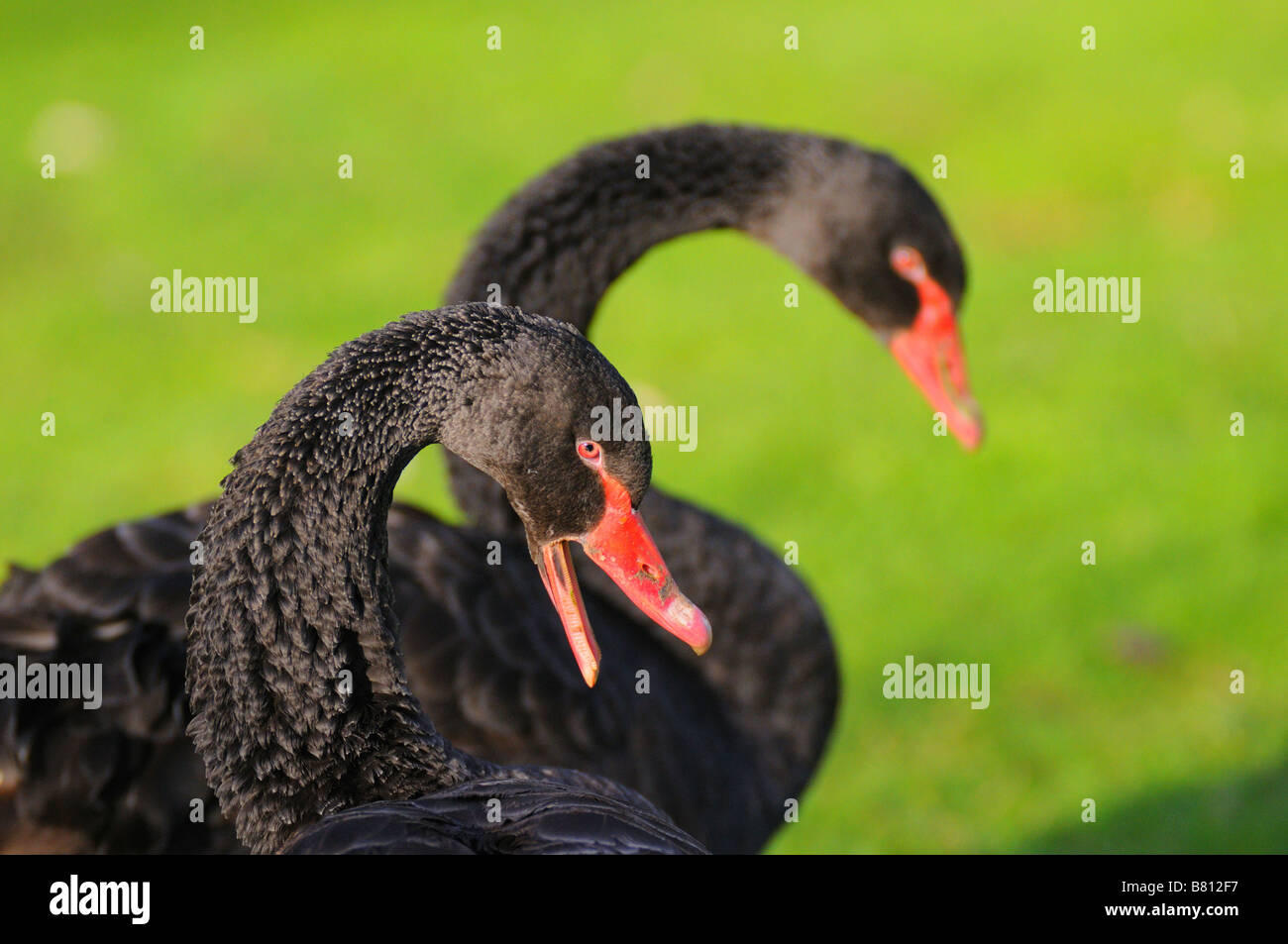 Two swan heads hi-res stock photography and images - Alamy