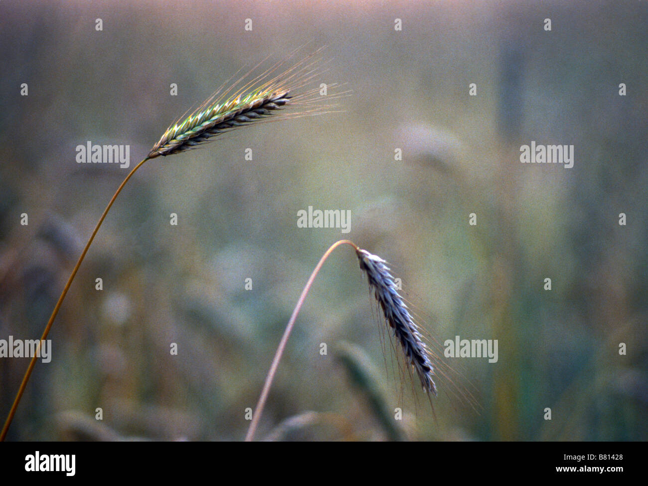 Two wheat-like stalks of grass Stock Photo - Alamy