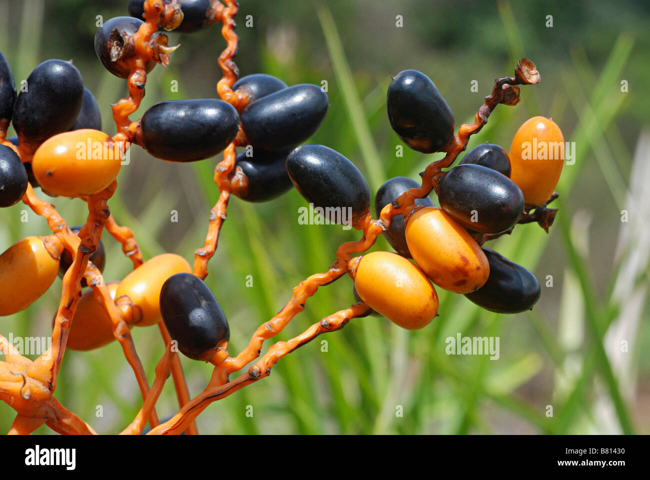 Ripe (black) and semi-ripe (orange) fruit of a dwarf species of wild ...