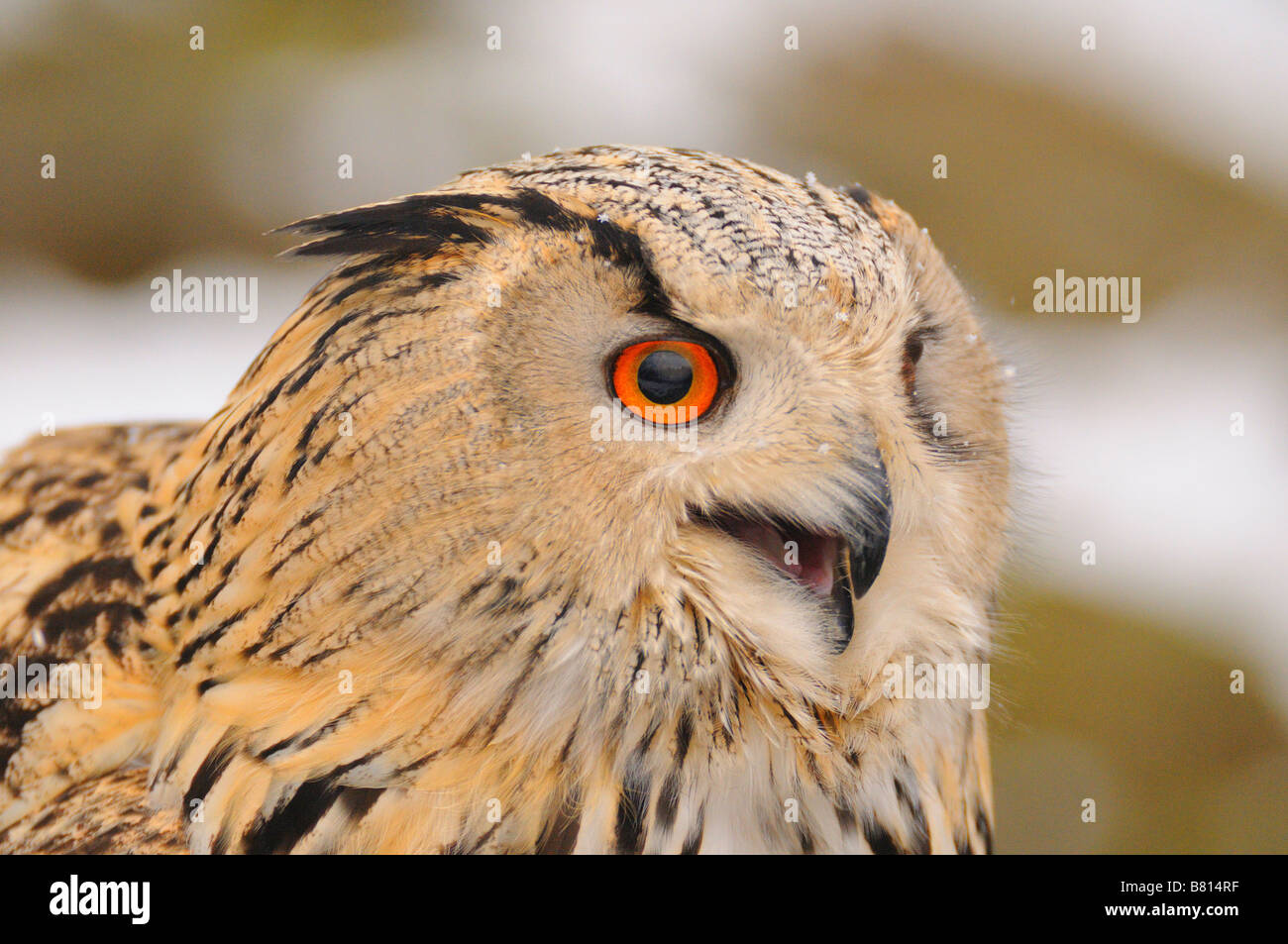 Owl calls hi-res stock photography and images - Alamy