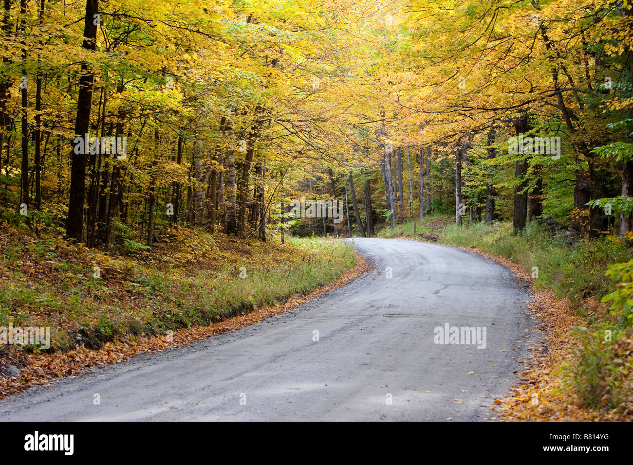 Road into a forest hi-res stock photography and images - Alamy
