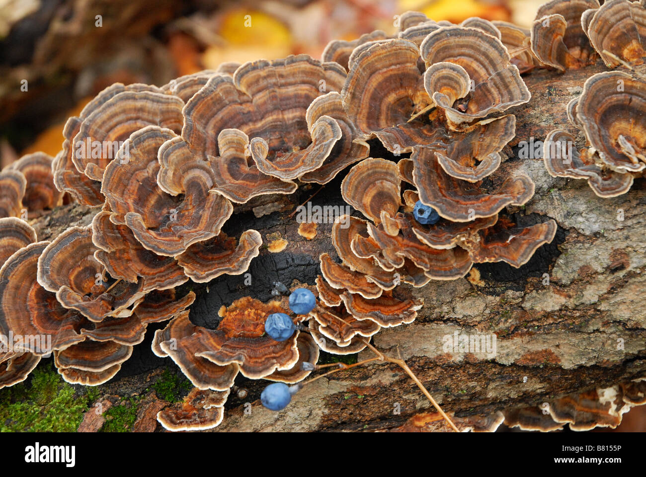 Turkey Tail Fungus (Trametes versicolor) on deadwood in Southern ...