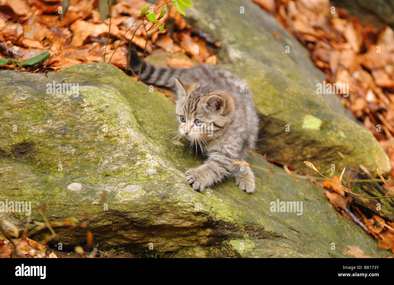 Kitten of a wildcat hi-res stock photography and images - Alamy