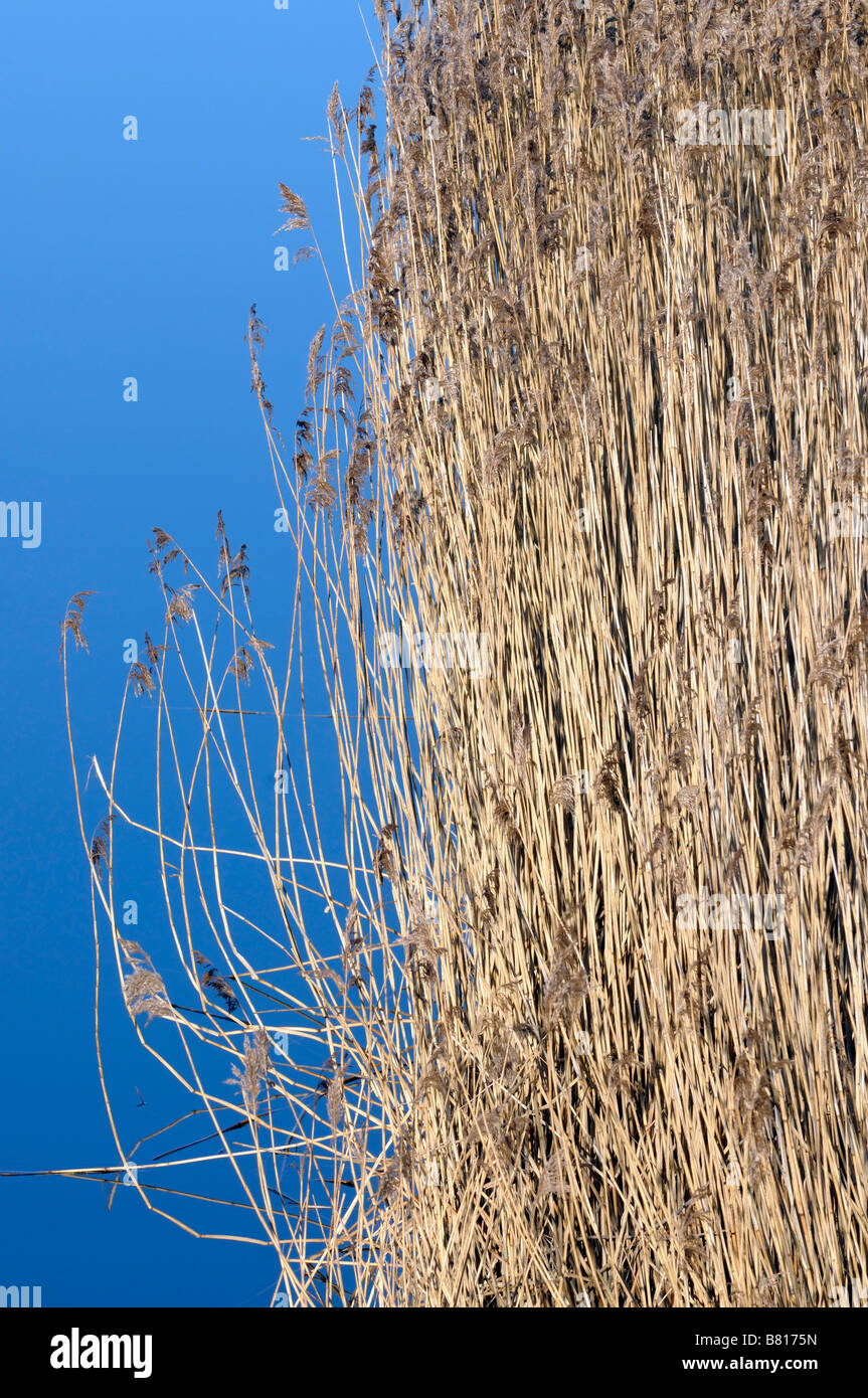 common reed (Phragmites australis Stock Photo - Alamy