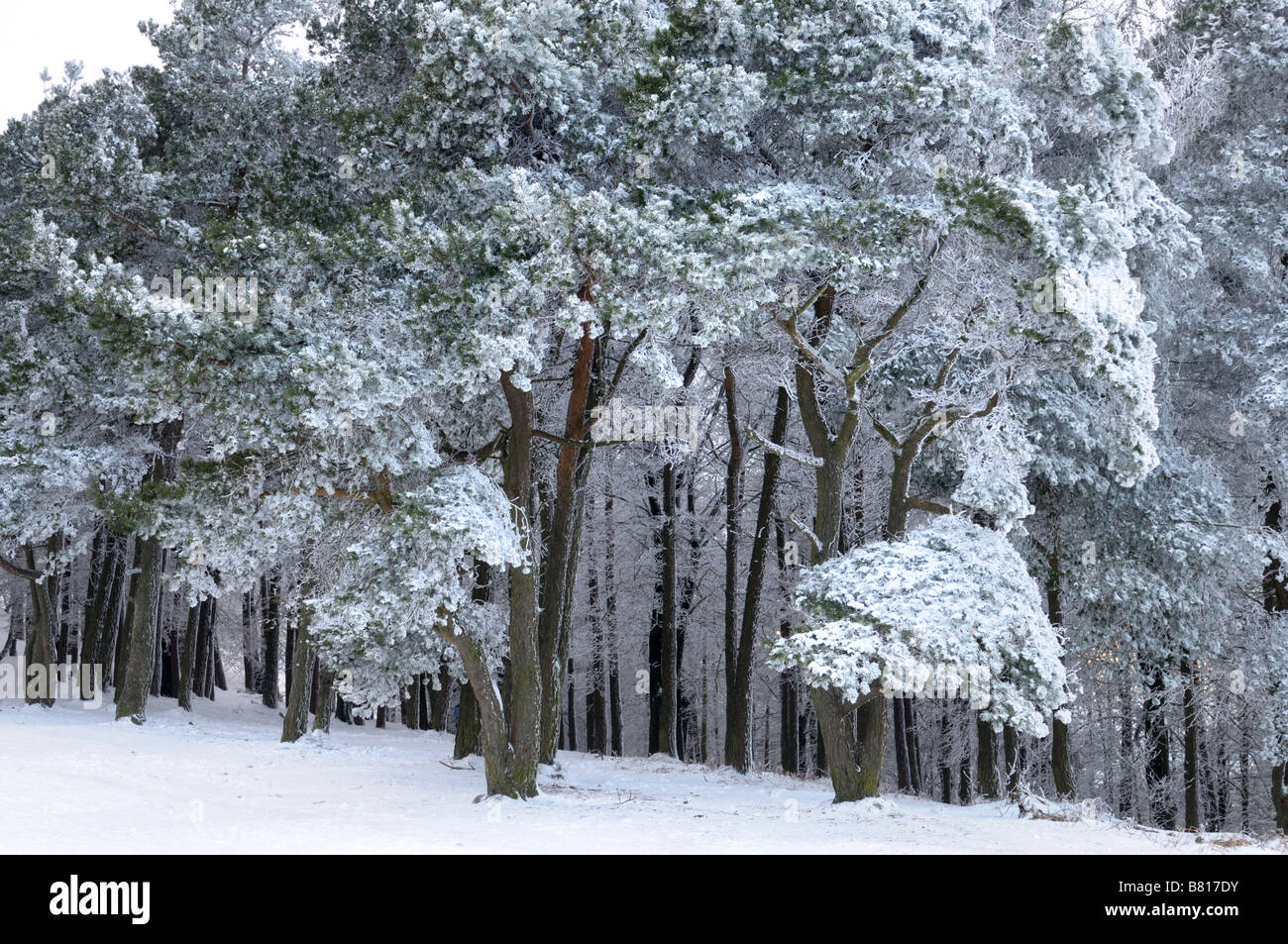Snow and frost covered trees on the Wrekin Shropshire Stock Photo - Alamy